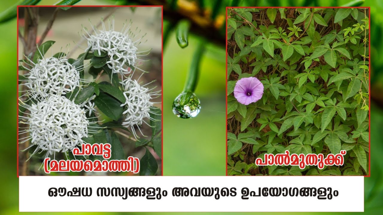 Medicinal Uses of Plant in Malayalam| പാവട്ട(pavatta)|പാൽമുതുക്ക് ...