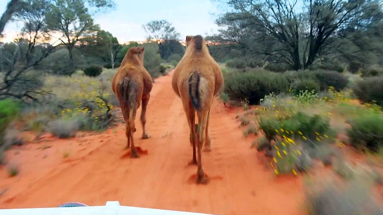 Pat Callinan's 4x4 Adventures - Anne Beadell Highway Trailer - YouTube