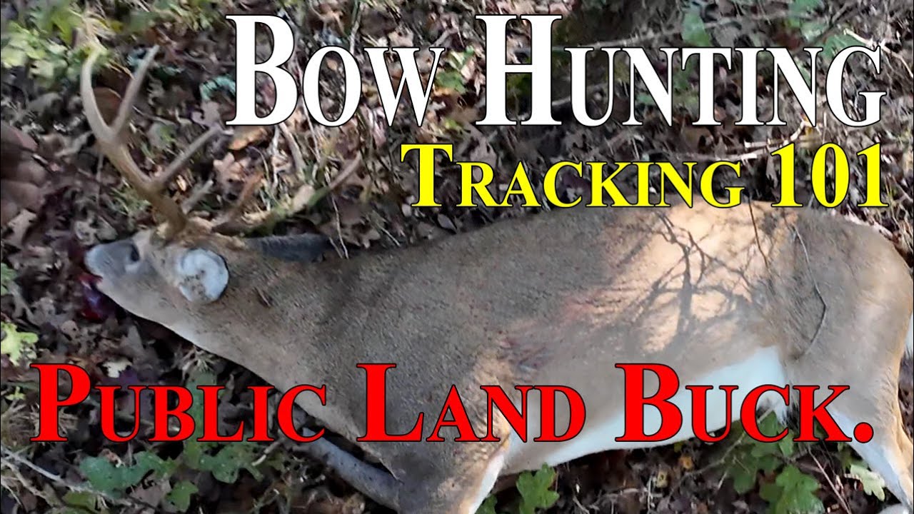 Tracking Deer Successfully, Public Land Bow Hunting #publiclandhunting ...