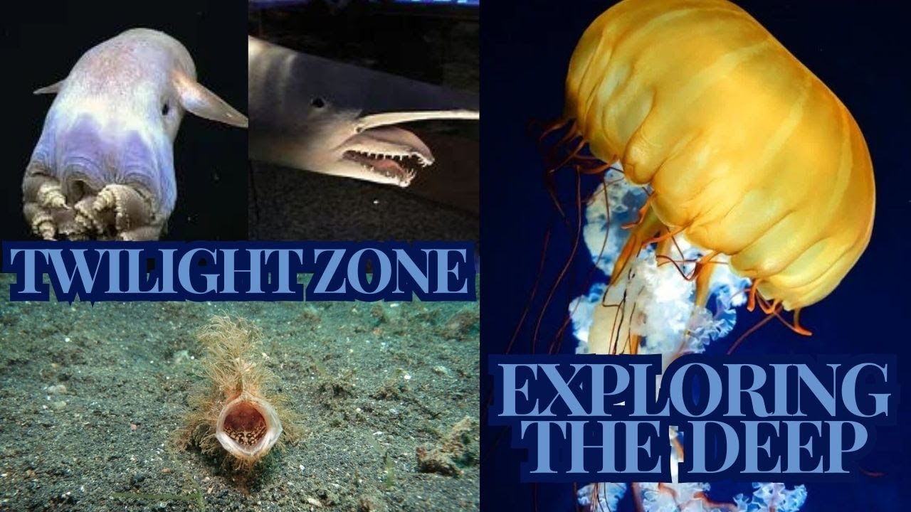 The Deep Sea: Exploring the Dark Depths - YouTube