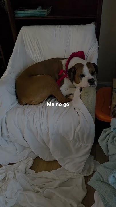 Ellie Time to Get Up #dogshorts - YouTube