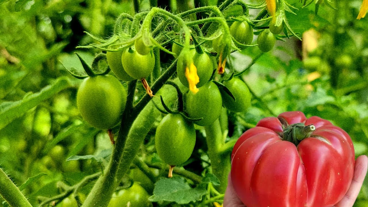 Domatesler Çıldıracak🍅Domatese Bu 6 Şeyi Yaparsanız Büyük Domates Dolu ...