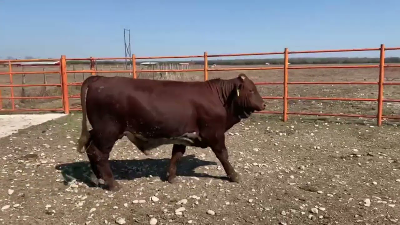 SEMENTALES BEEFMASTER VENTA DE FEBRERO BEEFMASTER SUPREMO EPISODIO 23 ...