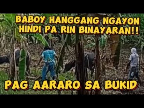 Paano Mag araro sa bukid@indayevesvlog3200 #buhaybukid #buhayprobinsya ...