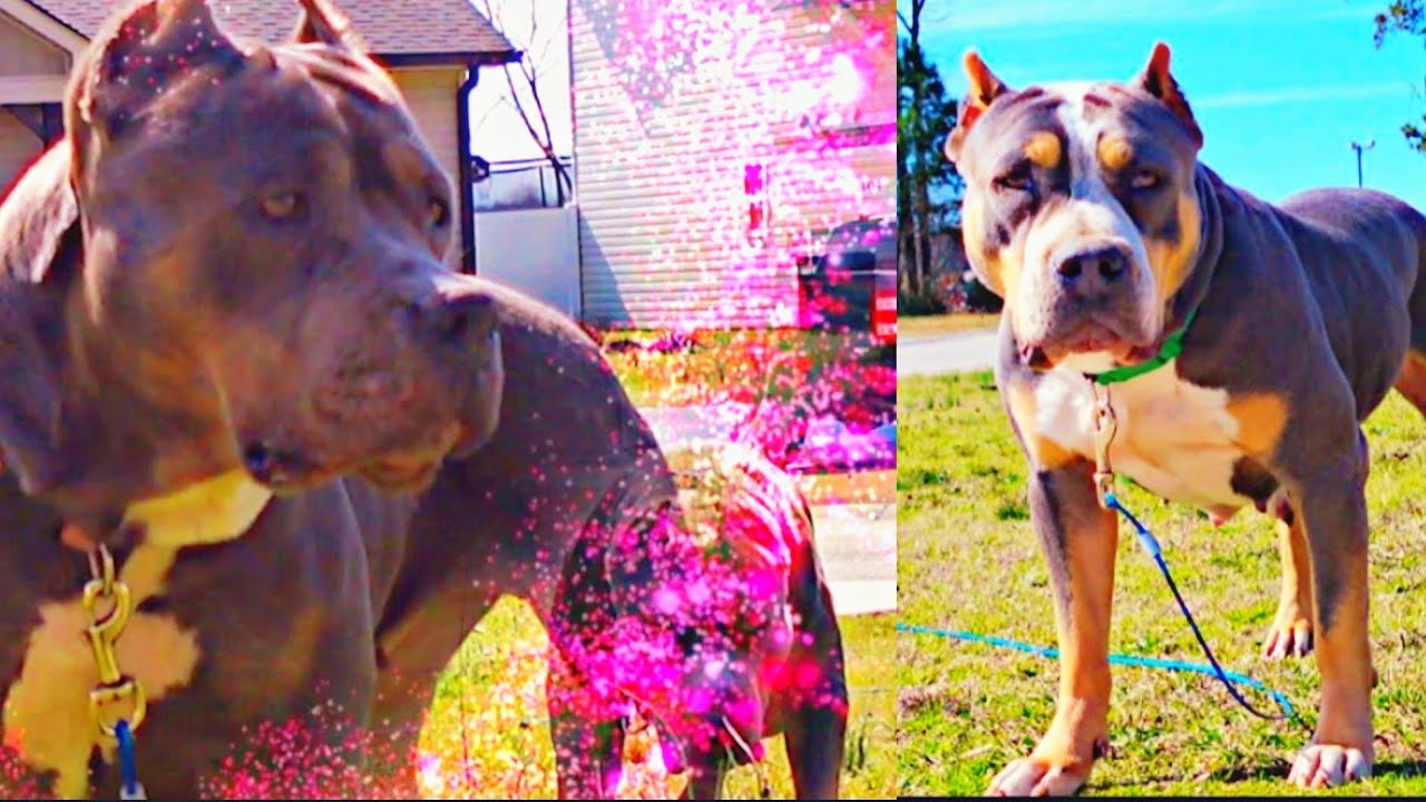 Pretty Girls : American Bully Breed - YouTube