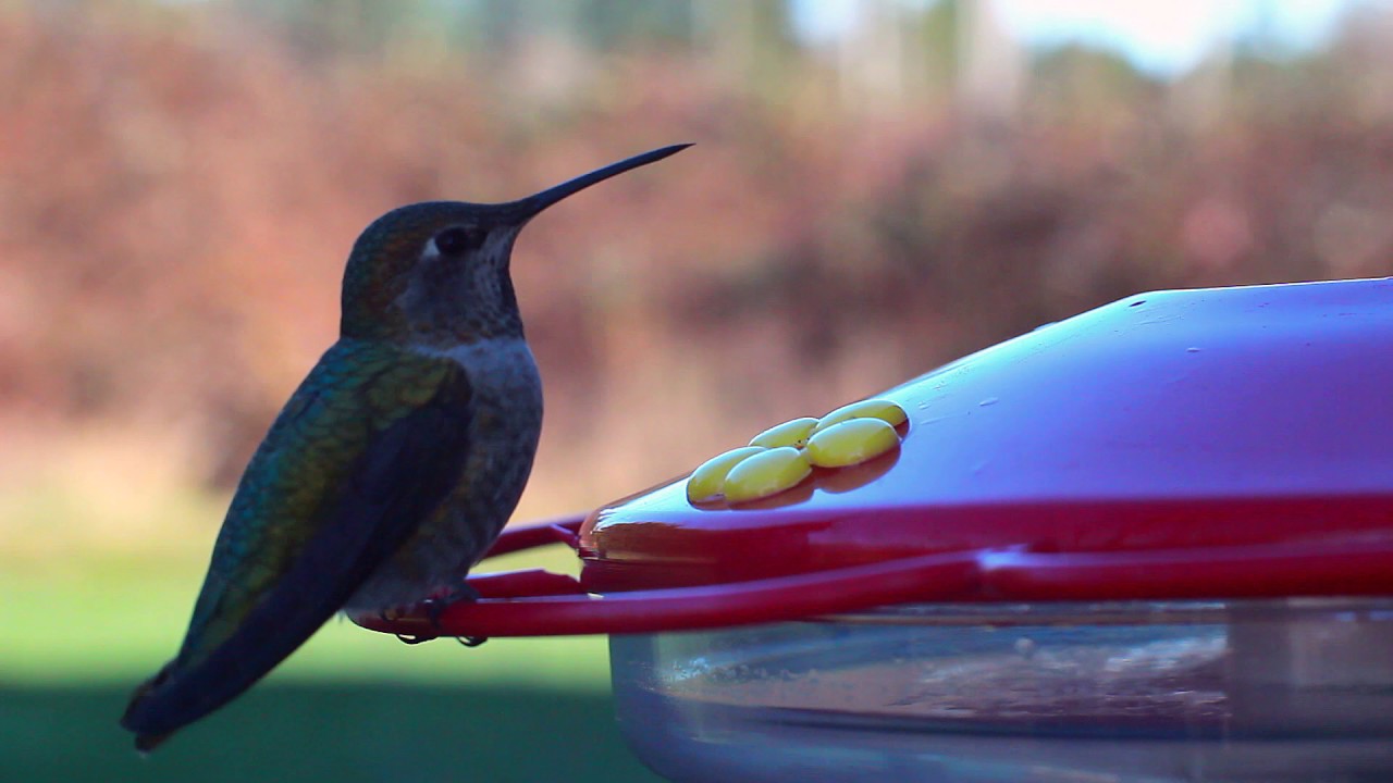 Hummingbird Closeups - YouTube