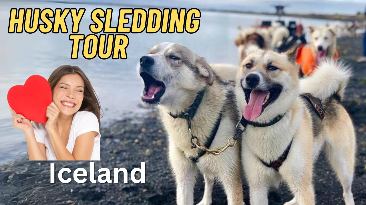 Icelandic Husky Adventure: Thrilling Dog Sledding, Snow or Land! 🐾 ️ ...