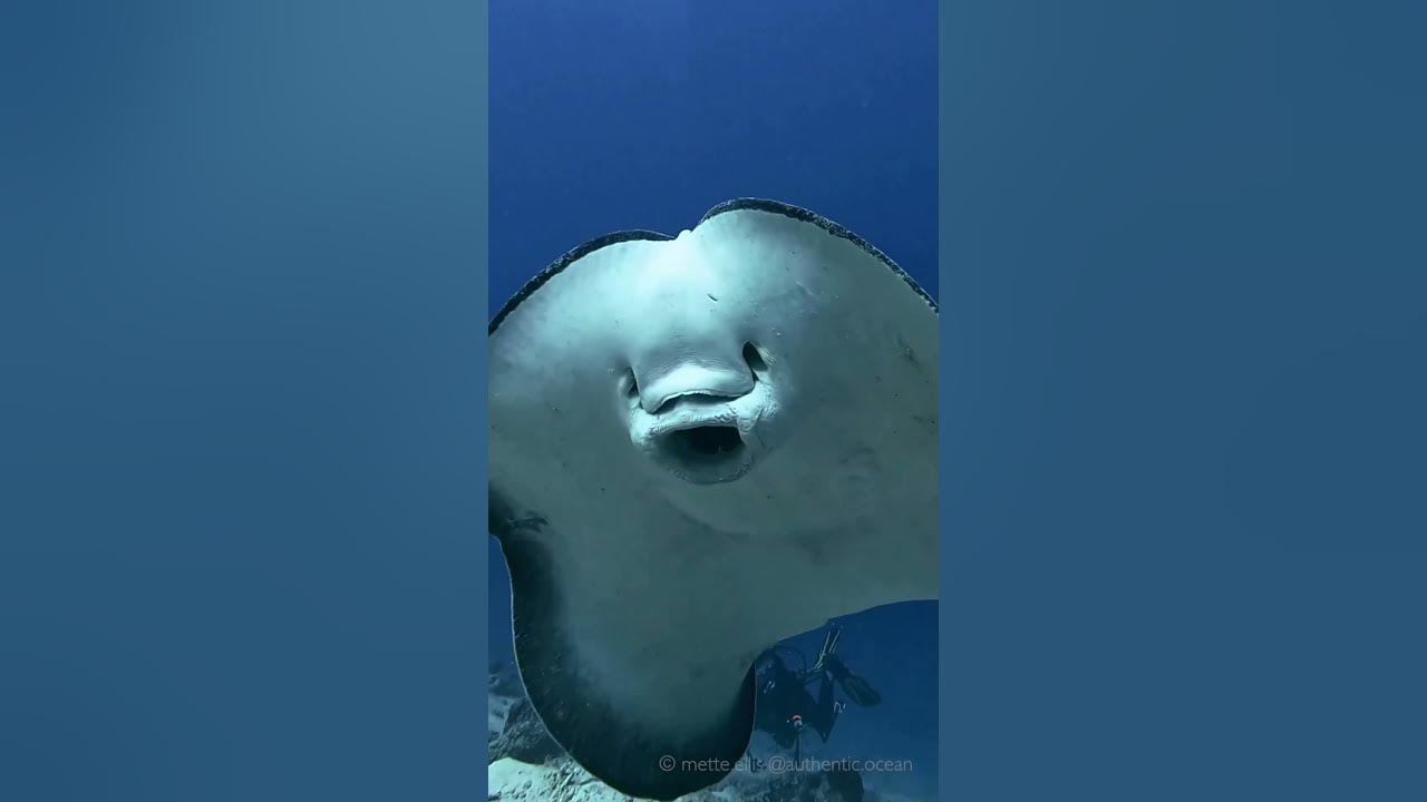 Here is a face I'm never getting tired off 💙 #ocean #magic #stingray #dreamscometrue #ocean # ...