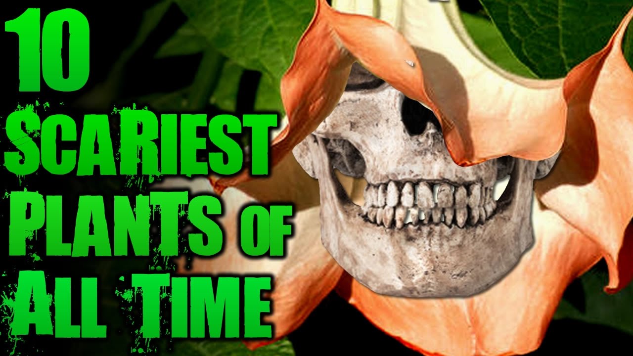 10 Unbelievably Scary Plants | TWISTED TENS #41 - YouTube