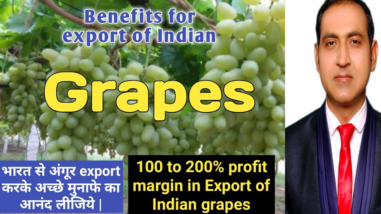 Benefits of grape export from india/ How to export grapes from India ...