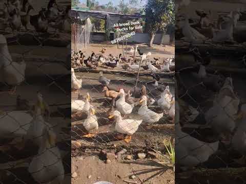 𝗦𝗢𝗢𝗗 𝗙𝗔𝗥𝗠 𝗛𝗢𝗦𝗛𝗜𝗔𝗥𝗣𝗨𝗥 (House of Quality Pets)For any info ☎️+91 98760 ...