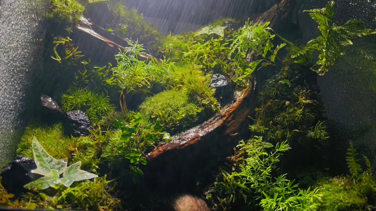 Building a Realistic Rainforest Habitat for Reptiles - YouTube