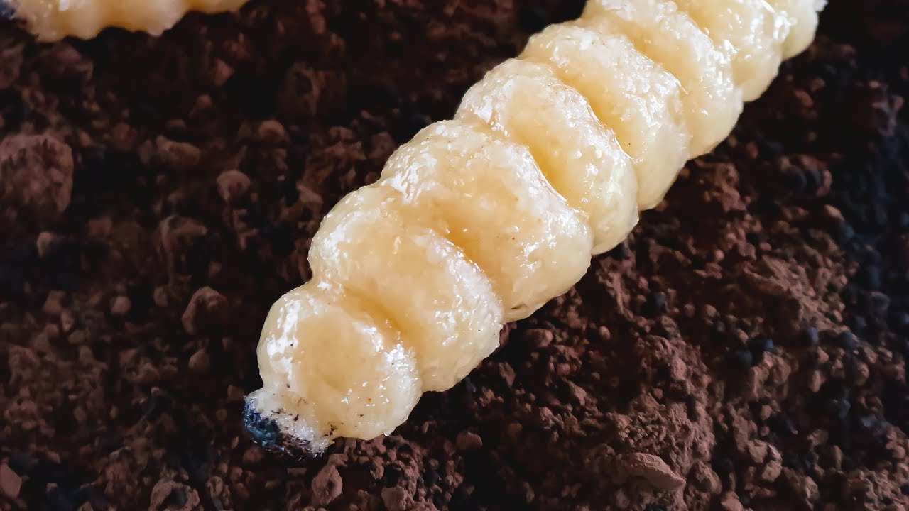 Creepy Halloween Candy Creatures - YouTube