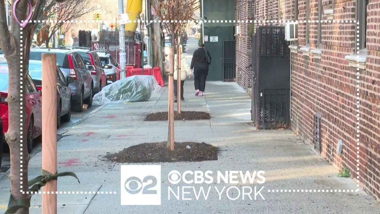 Sidewalk Trees Residential Verges Turn A New Leaf As Uptake Of City Of