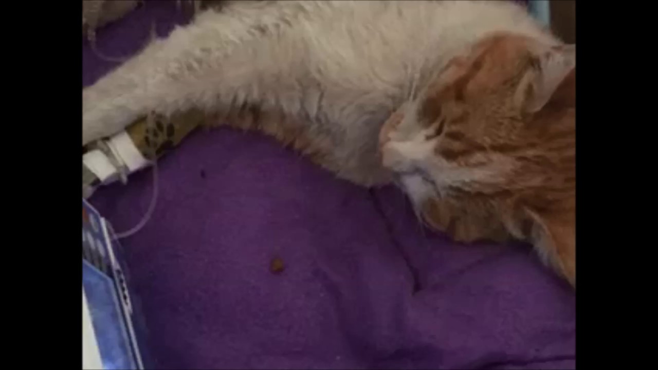 Cat With Skin Ripped Off Leg, China - YouTube