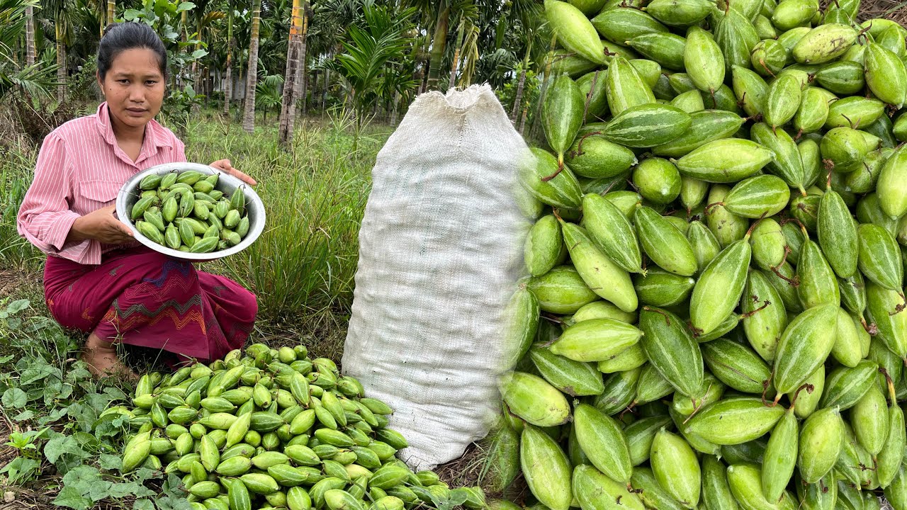 Potol thoda kheti se | collect Pointed gourd with @BitulVlogs | Organic ...