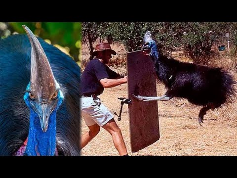 Insane Cassowary Attack!! #cassowary - YouTube