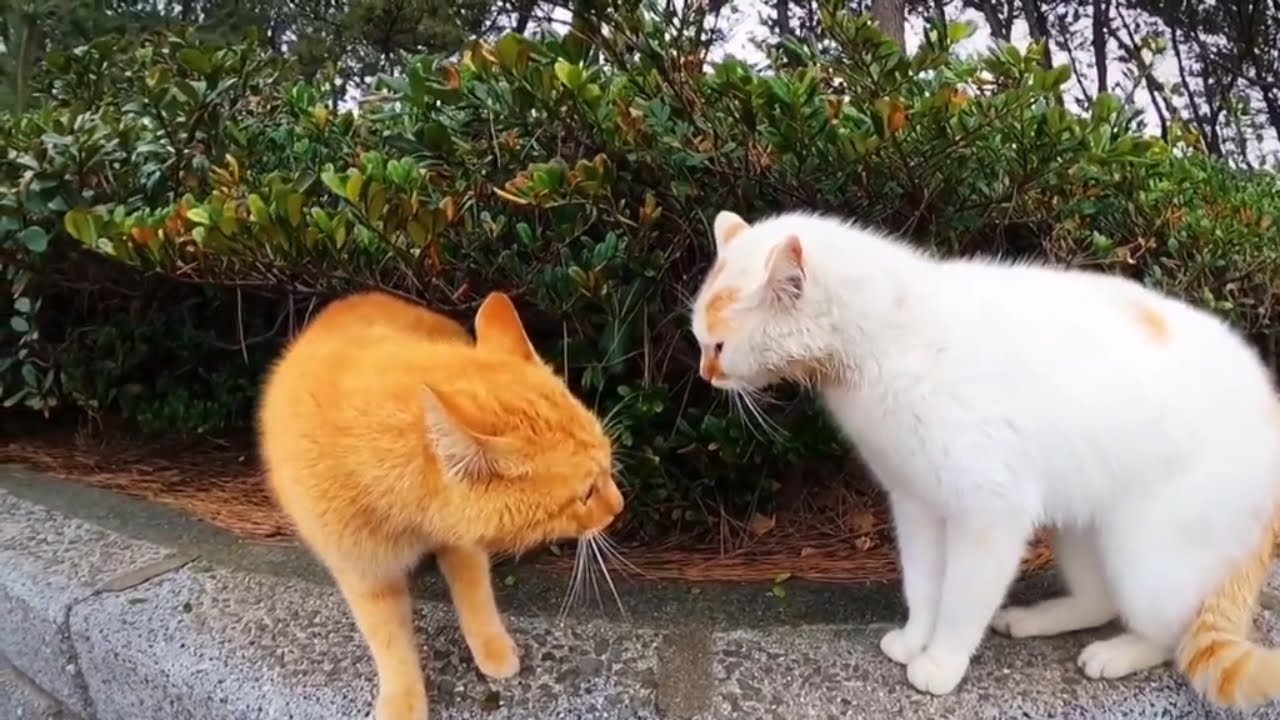 Cat Fight Compilation Video | 1080p - YouTube