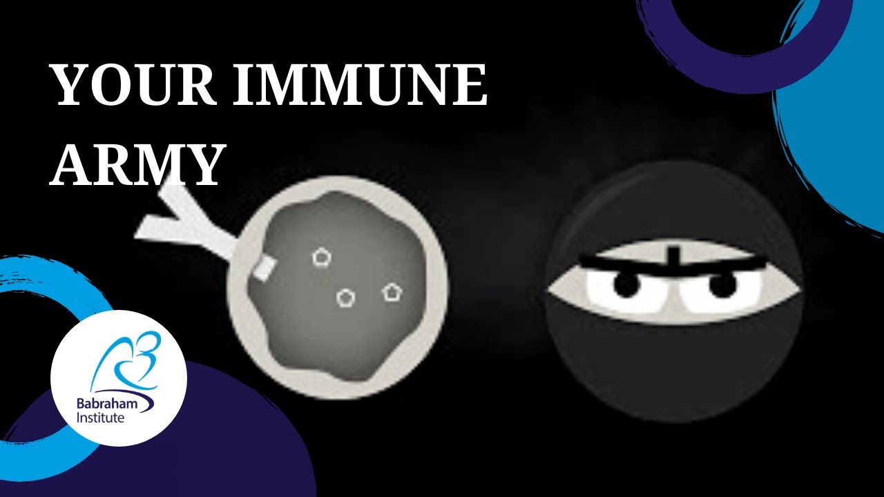 Weapons of Microscopic Destruction - meet your immune army! - YouTube