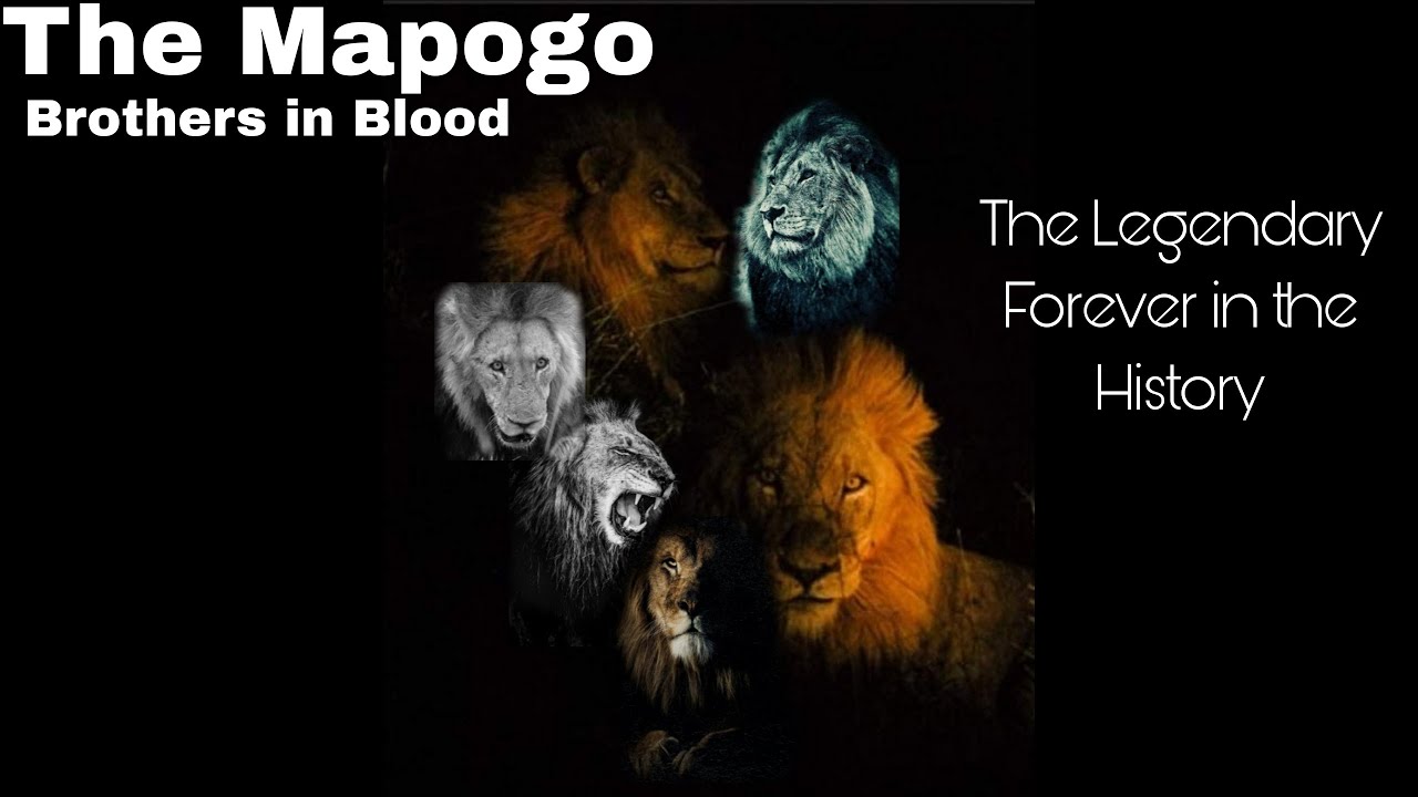 The Mapogo Brothers in Blood - YouTube