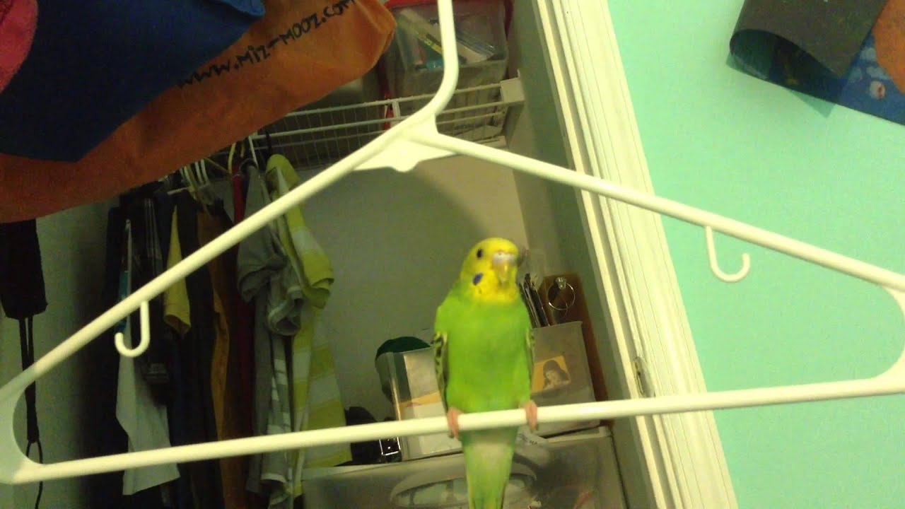 How to Target Train your Budgie! - YouTube