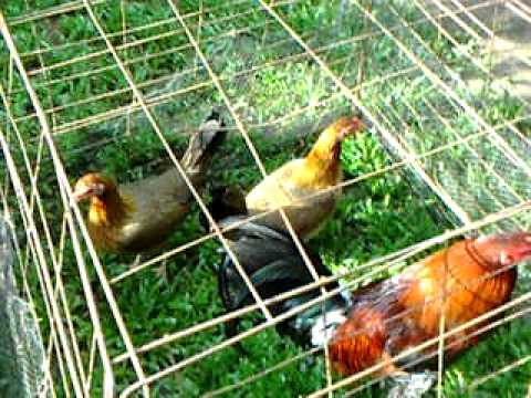 pure Kelso and a green leg hatch broad cock - YouTube