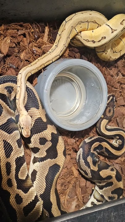 Ball Pythons Breeding - YouTube