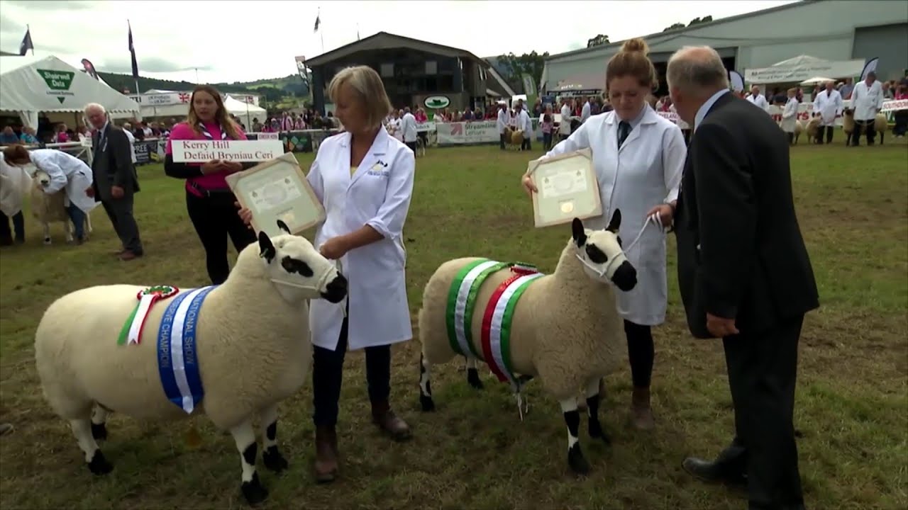 Seremoni Wobrwyo'r Defaid | Sheep Awards Ceremony - YouTube