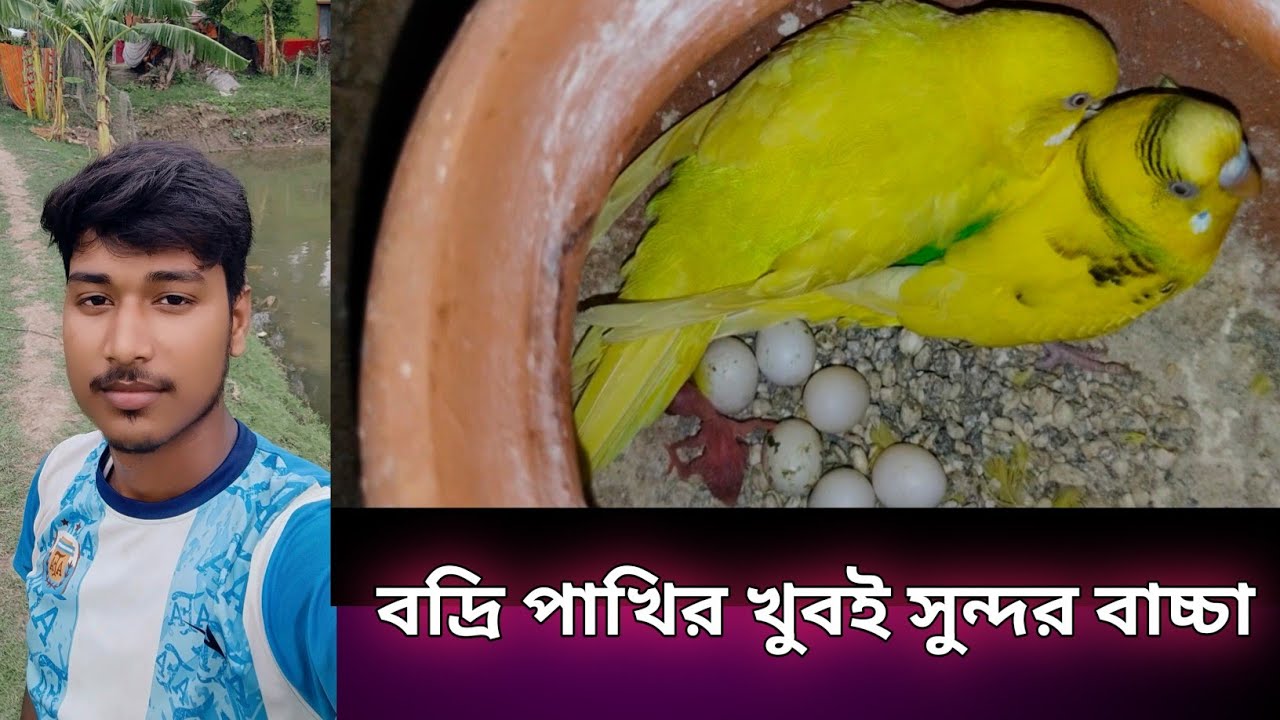 #আজ পেলাম বদ্রি পাখির রুমে গুড নিউজ তাই তোমাদের সঙ্গে শেয়ার করলাম।♥️ ...