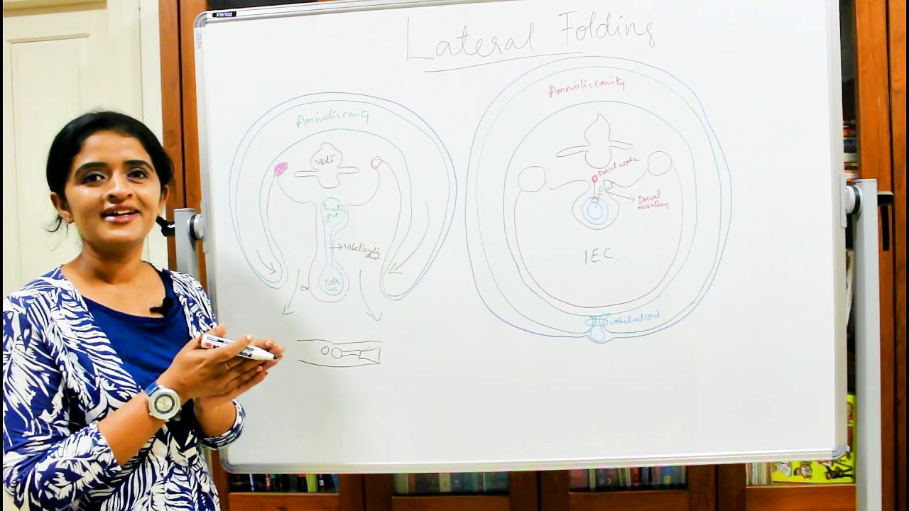 LATERAL FOLDING OF THE EMBRYO-DEVELOPMENT OF THE GIT-PART 2-DR ROSE ...