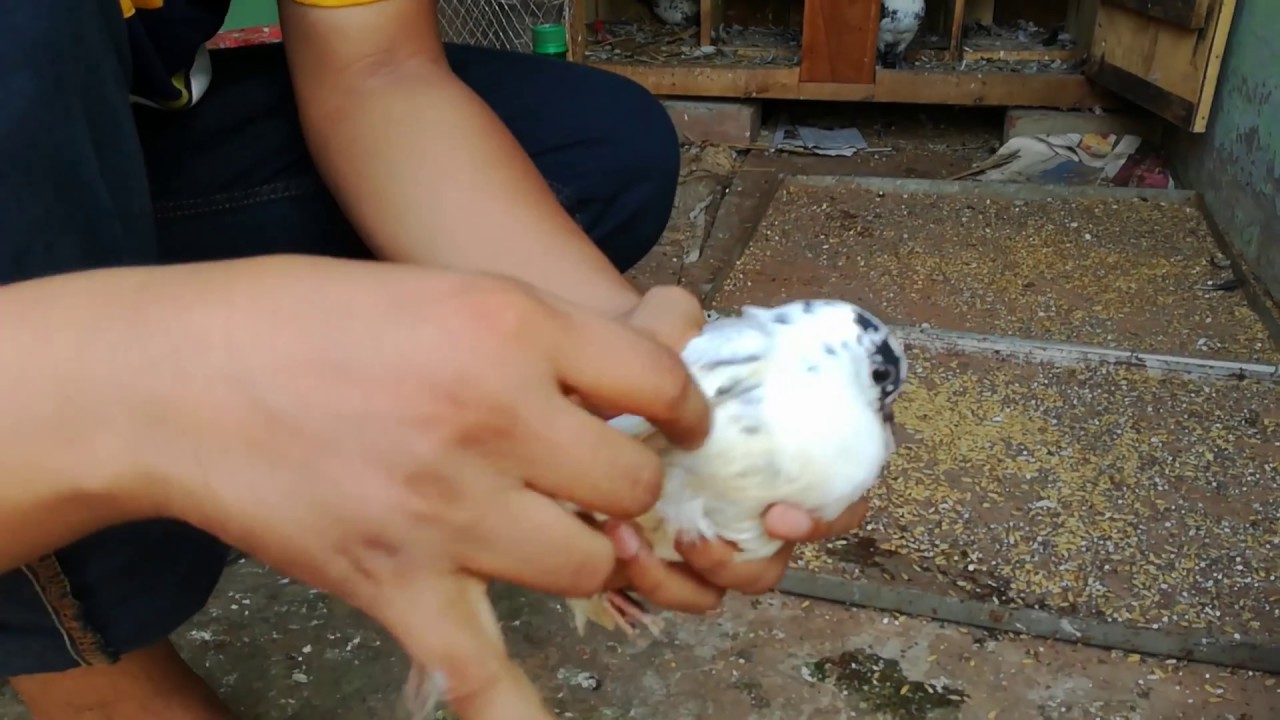 How to cure pigeon Paratyphoid | pigeon Salmonella infections | Pigeon ...