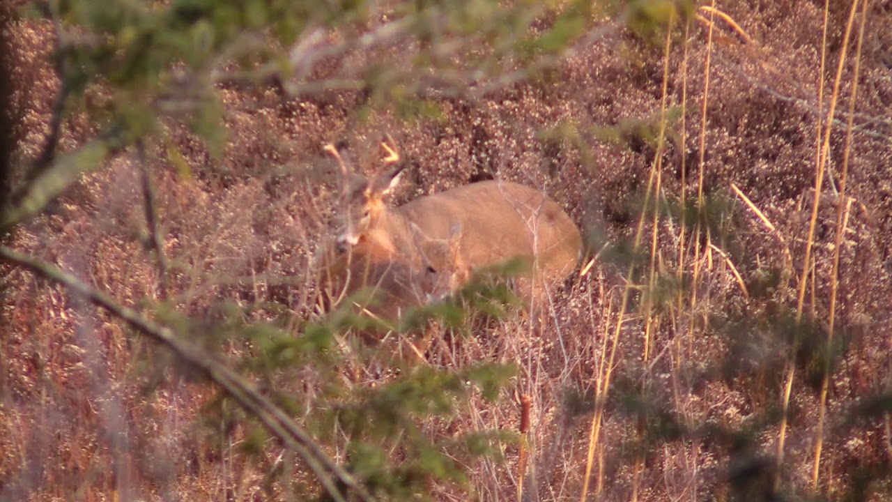 2019 Buck Breeding Doe - YouTube