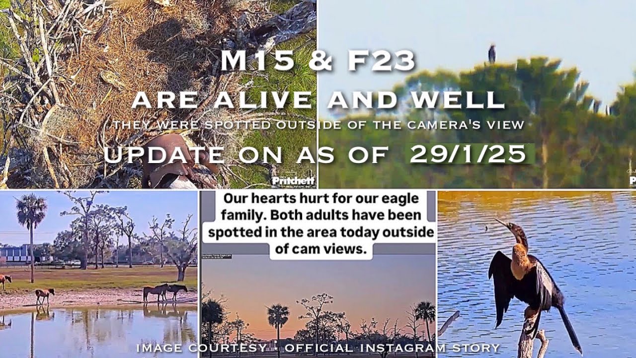 #388🦅SWFL Eagle Nest／F23💗M15／Southwest Florida Eagle Cam - YouTube