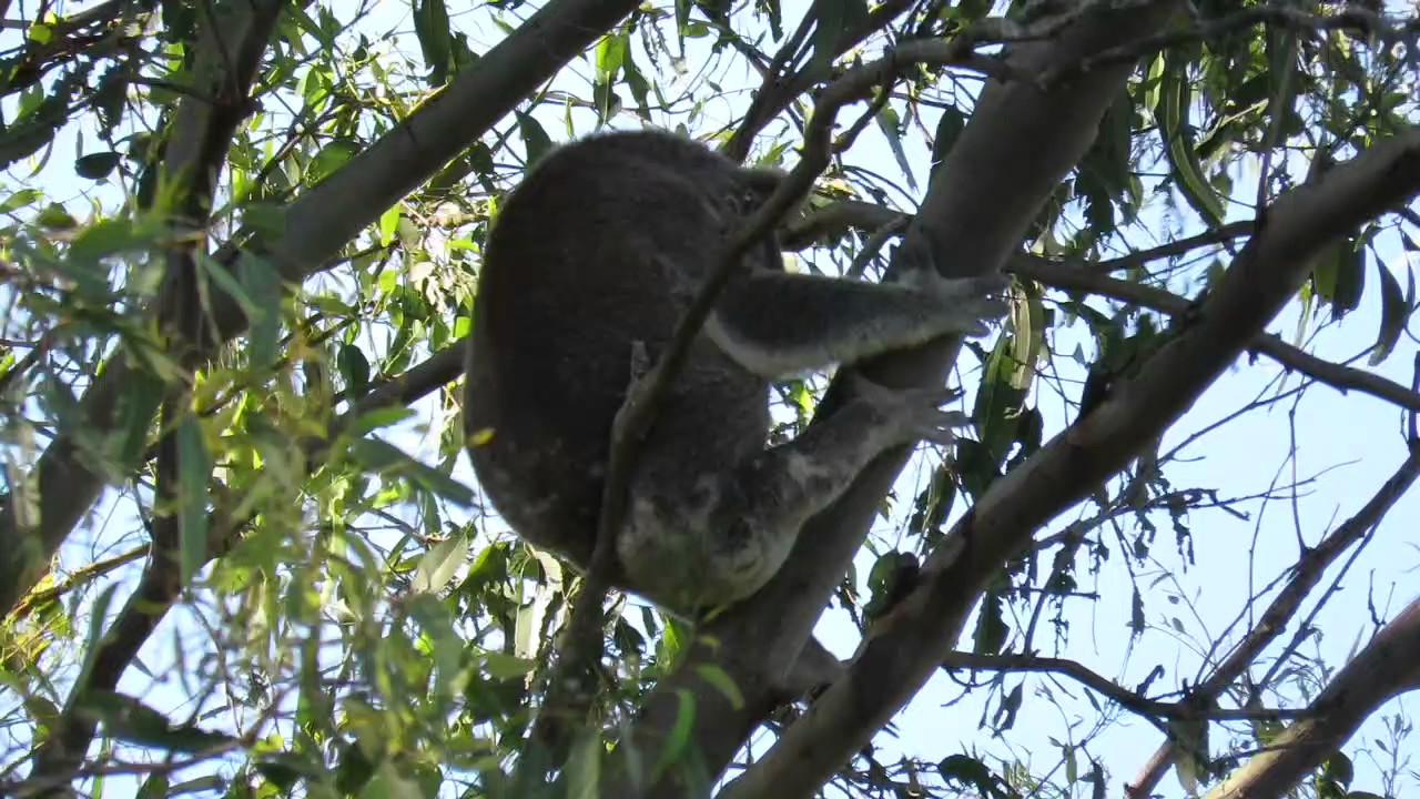 Zorro - an alpha male koala in the wild - YouTube