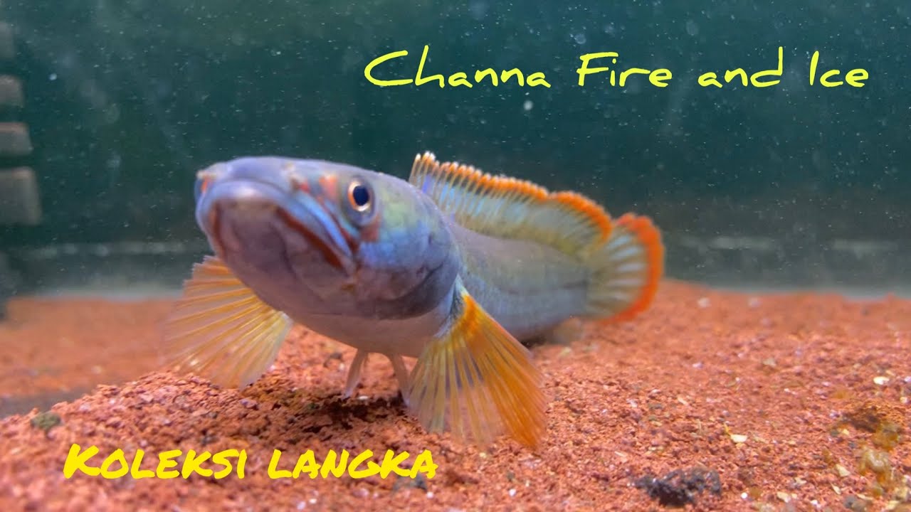 Channa Fire and Ice: Mengenal Spesies Channa yang Langka - YouTube