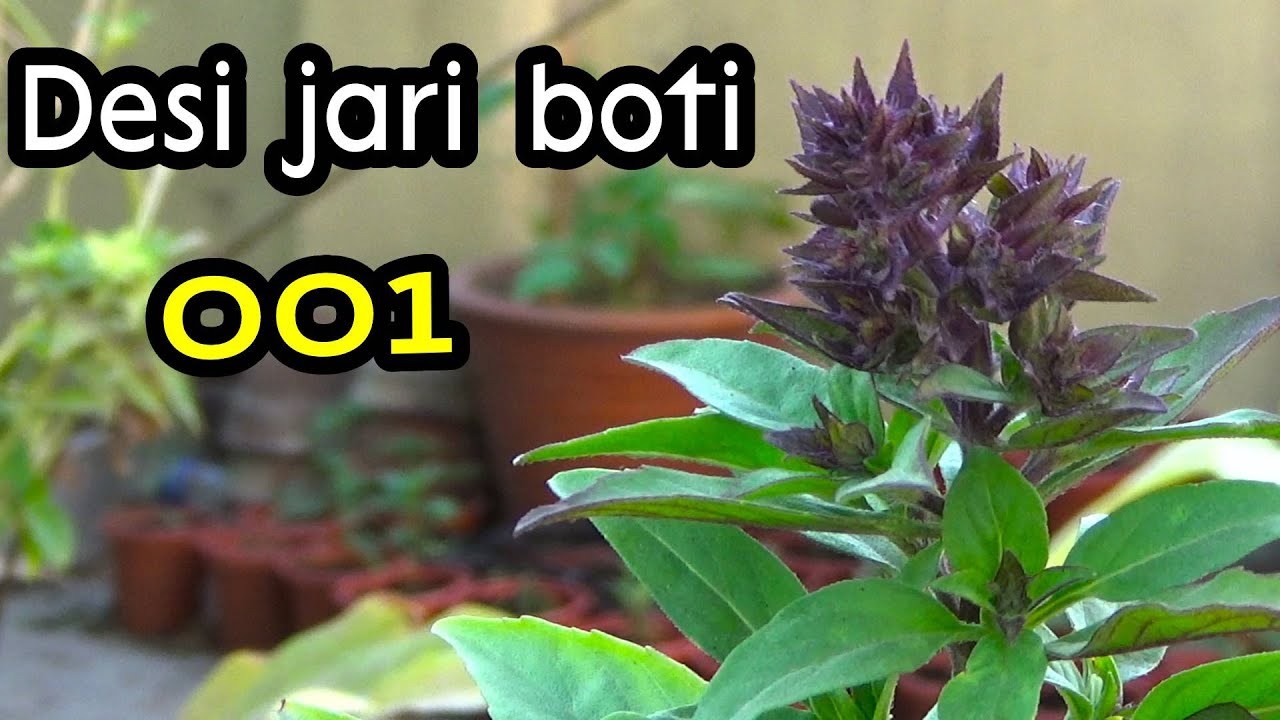001 Herbal Plant with Name and Uses | Ayurvedic Plants for Home Garden ...