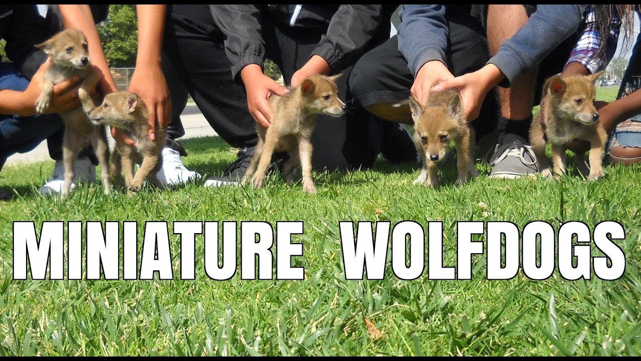 MINIATURE WOLFDOGS - YouTube