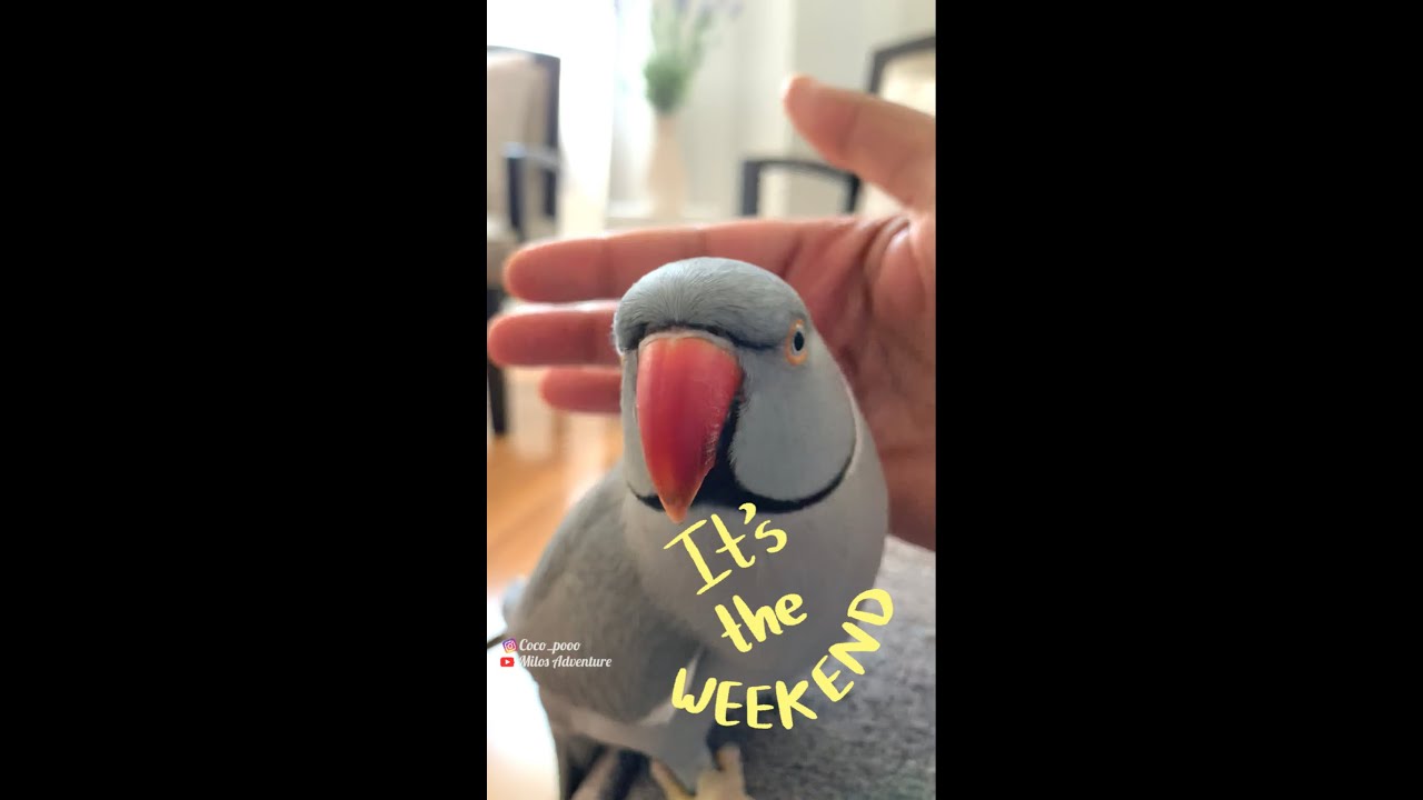 Cute parrot enjoys the weekend vibes - YouTube
