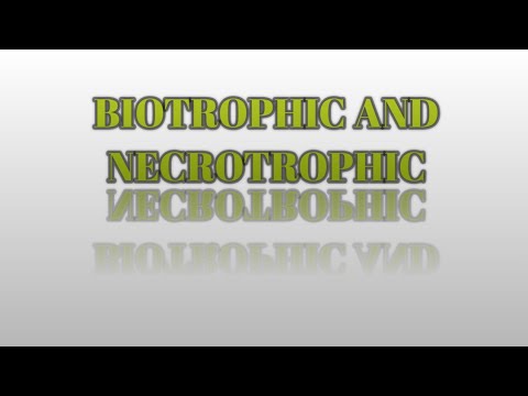 Are Aphids Necrotrophic Or Biotrophic