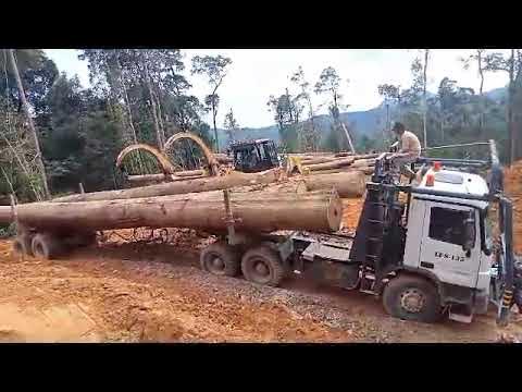 Proses pengangkatan Kayu BESAR ke mobil Logging 😱😱 - YouTube