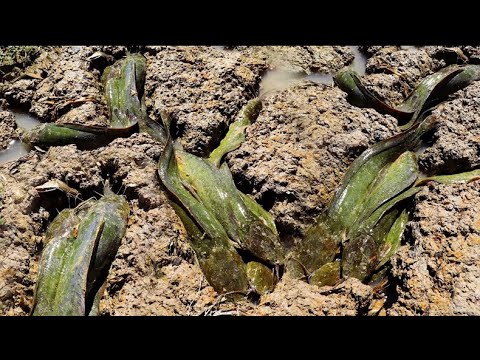 Catching A lot of Fish Pop Up from Cracked Land Unbelievable Fishing ...