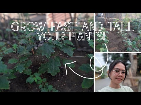 How to Grow Fast Plants and Tall? - YouTube