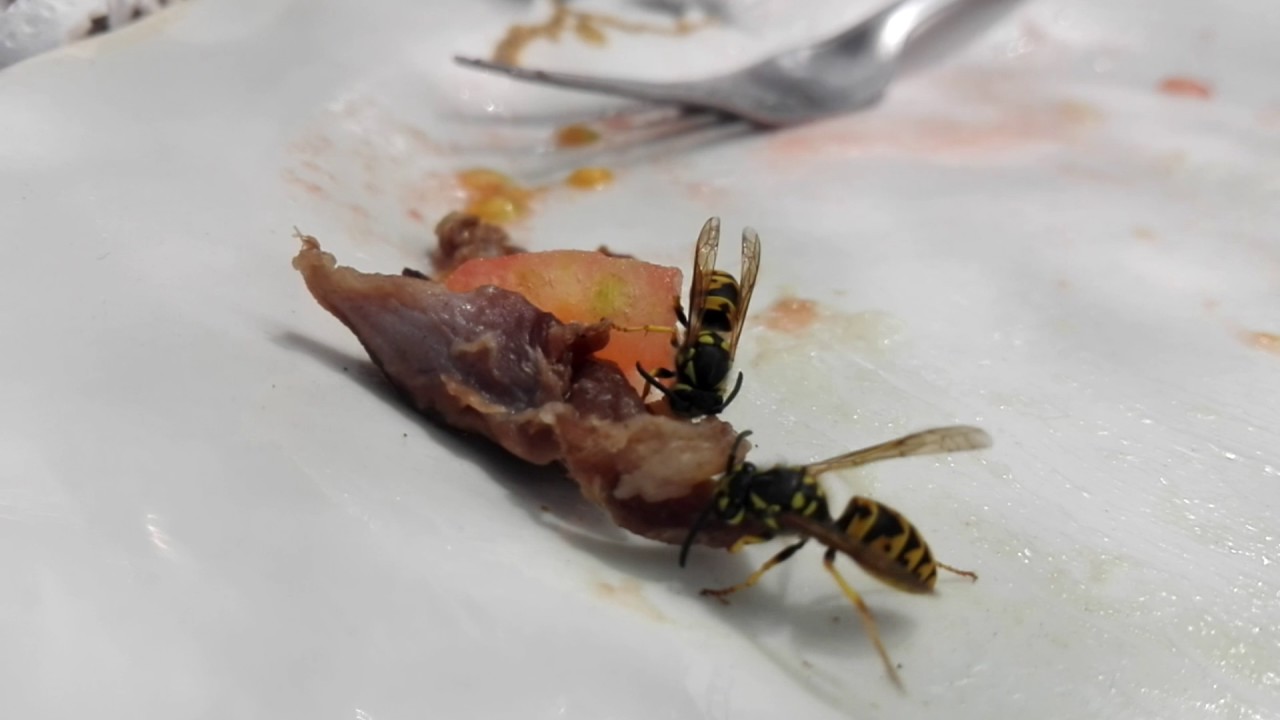 Killer wasps eat a rotten corpse of a dead cow - YouTube