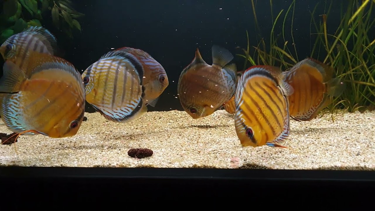Wild Discus eating Tropical D-50 Flakes - YouTube