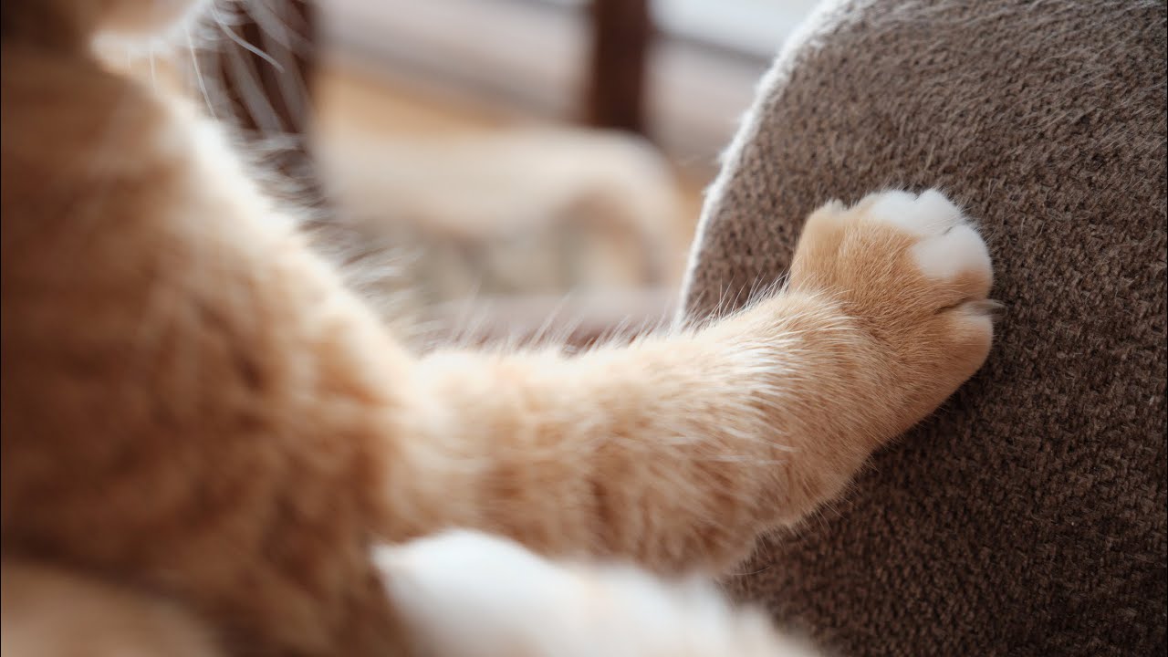 Orange cats - A sonnet by ChatGPT - YouTube