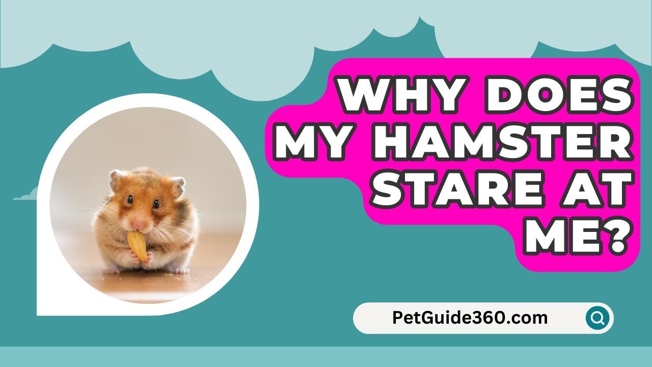 Why Does My Hamster Stare At Me? - PetGuide360.com - YouTube