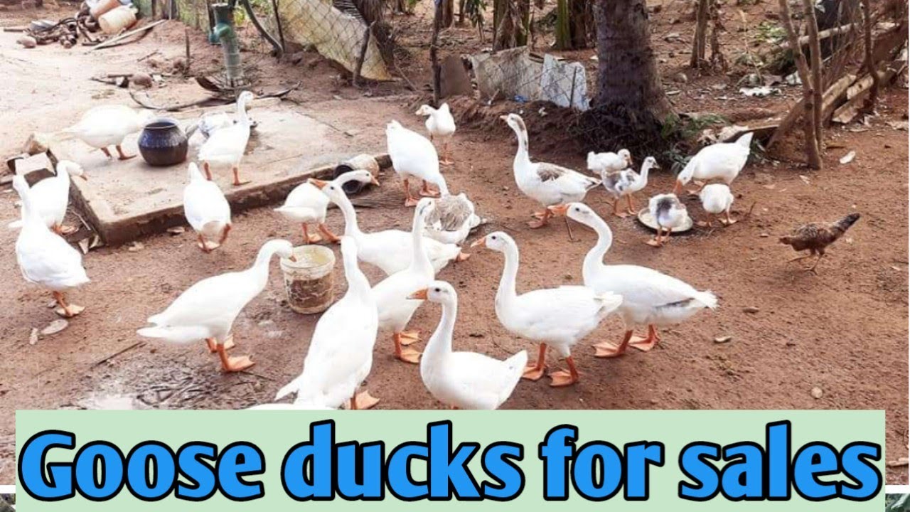 Goose breeding pair 5500 pair , Namakkal,இராசிபுரம் 8489448093 - YouTube