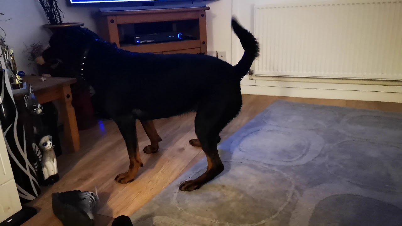 Crazy rottweiler after bath funny dog he's crazy - YouTube