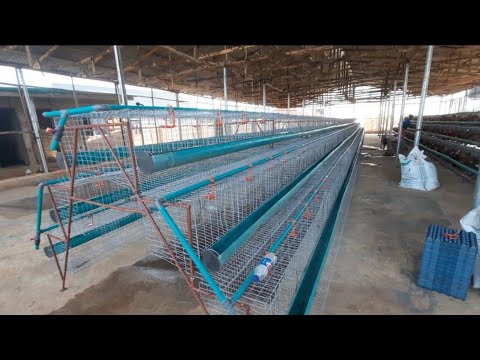 The Capacity of our Second Pen | Assembling New Sets of Layer Cages ...