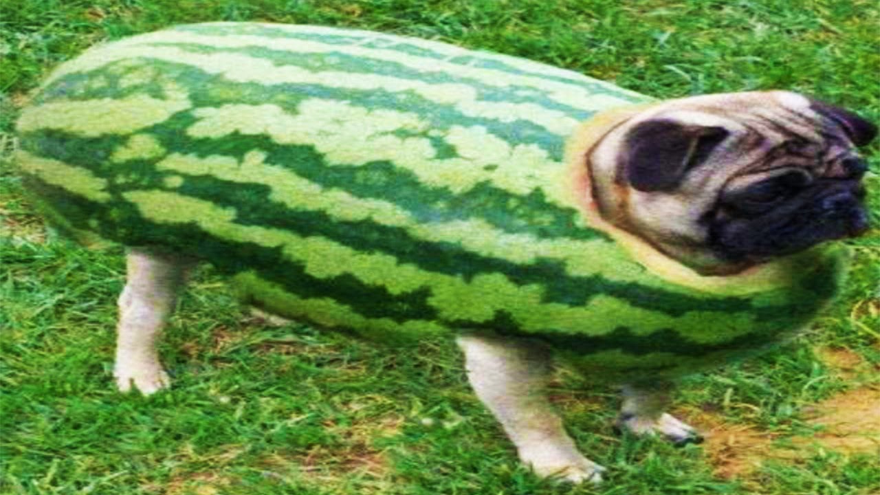 Animal Fails v3 | Funny Pets - YouTube
